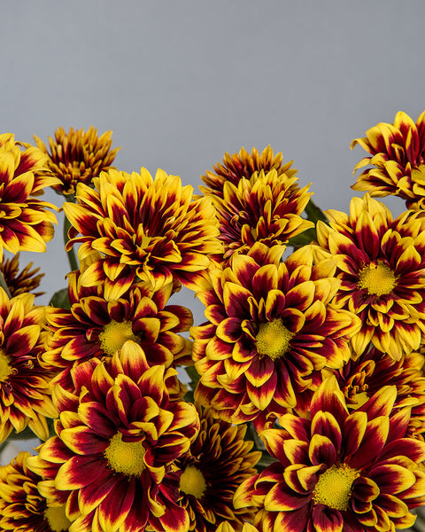 Mums – PhotoPop Prints