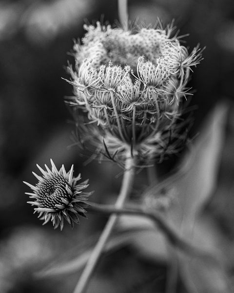 Queen Anne Bloom – PhotoPop Prints